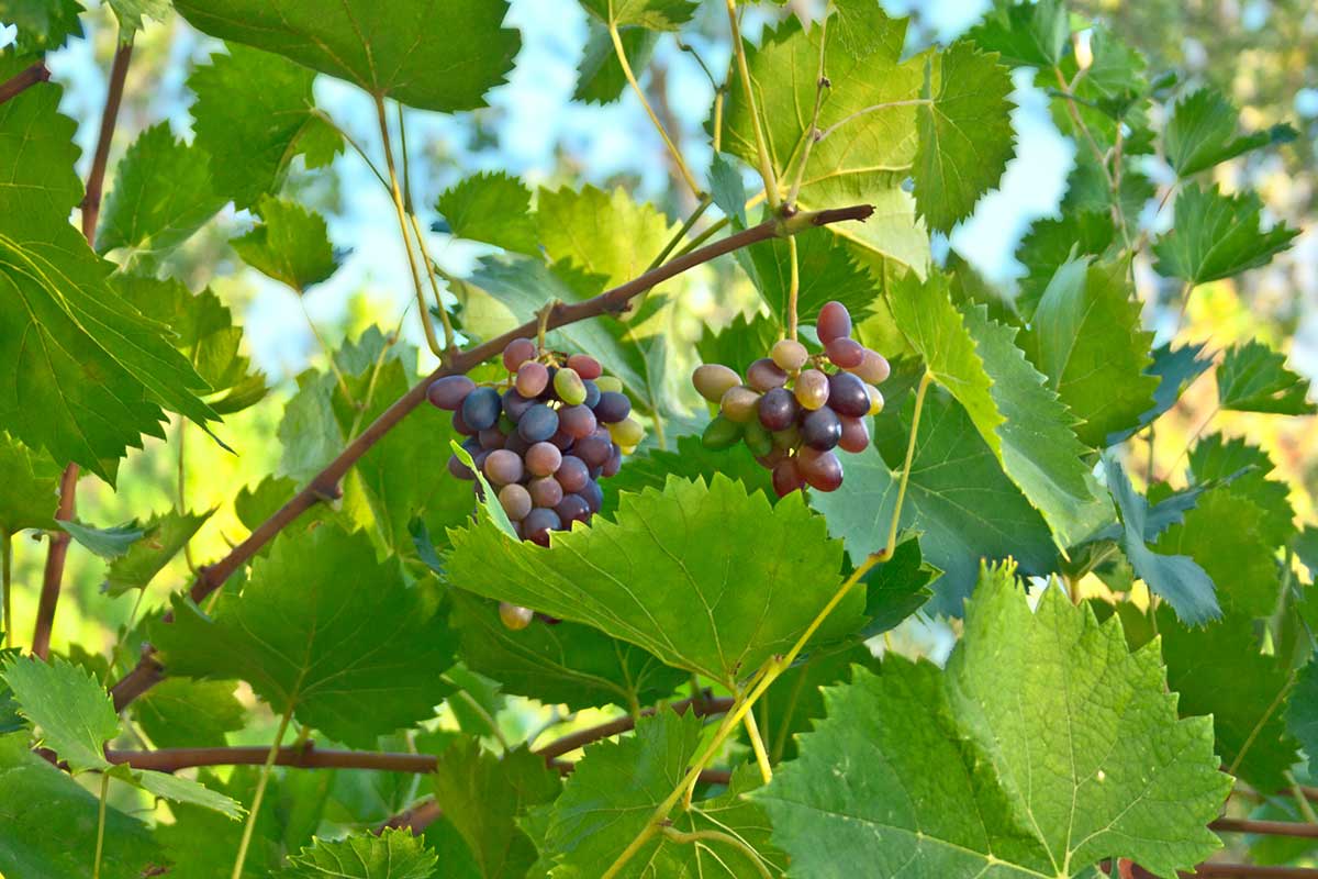 Recipes with Grapes, the Fruit of September – Fodele Beach Blog